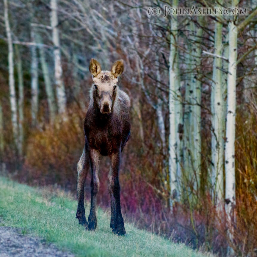 Wild and Free Montana: May Moose Antlers