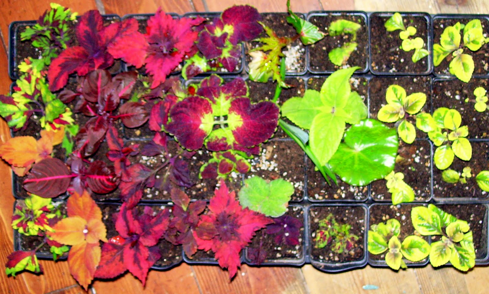 Talking to Plants: Really Pretty Coleus and that Spectacular Begonia ...