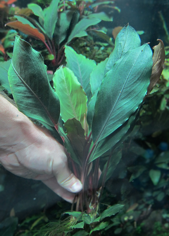 Bucephalandra : Bucephalandra sp. Pink Lady, Daerah Sanggau