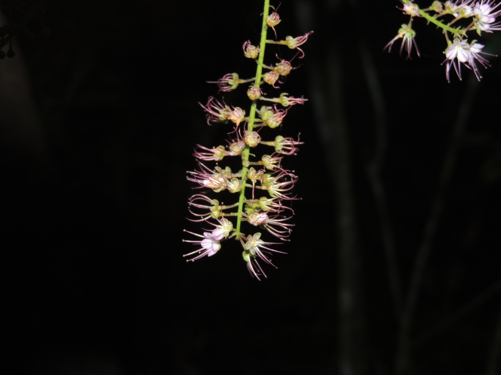 Flora campus I: Chrysobalanaceae - Hirtella racemosa Lam.