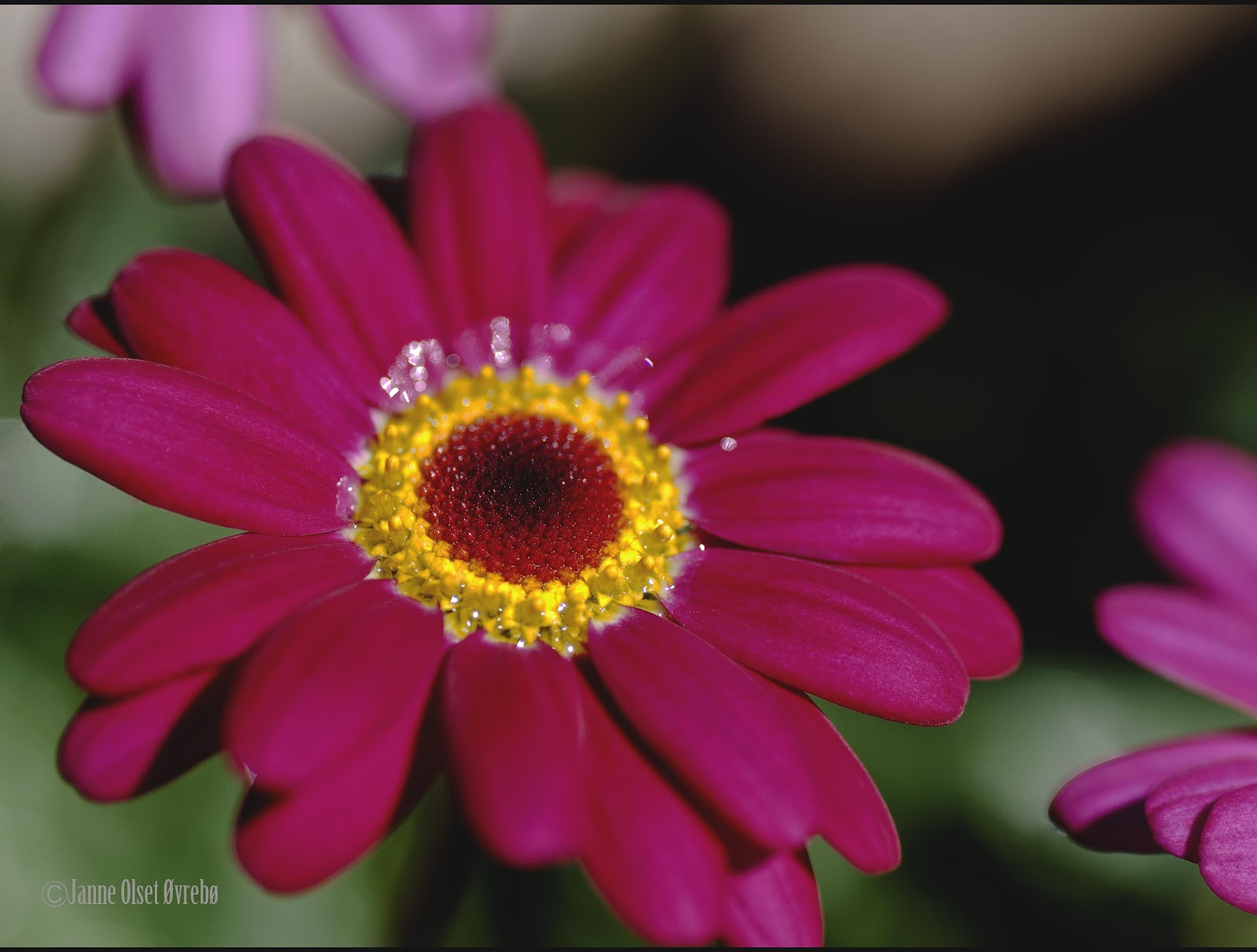 Janne 's Photography: Blomster