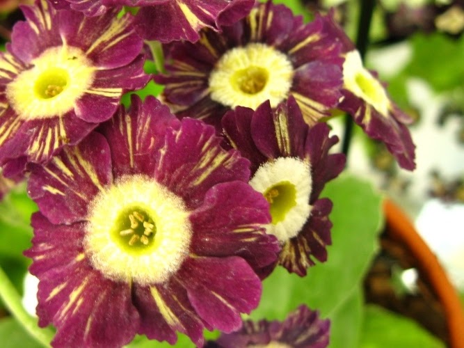 Ewa in the Garden: 21 New Charming Varieties of Primrose