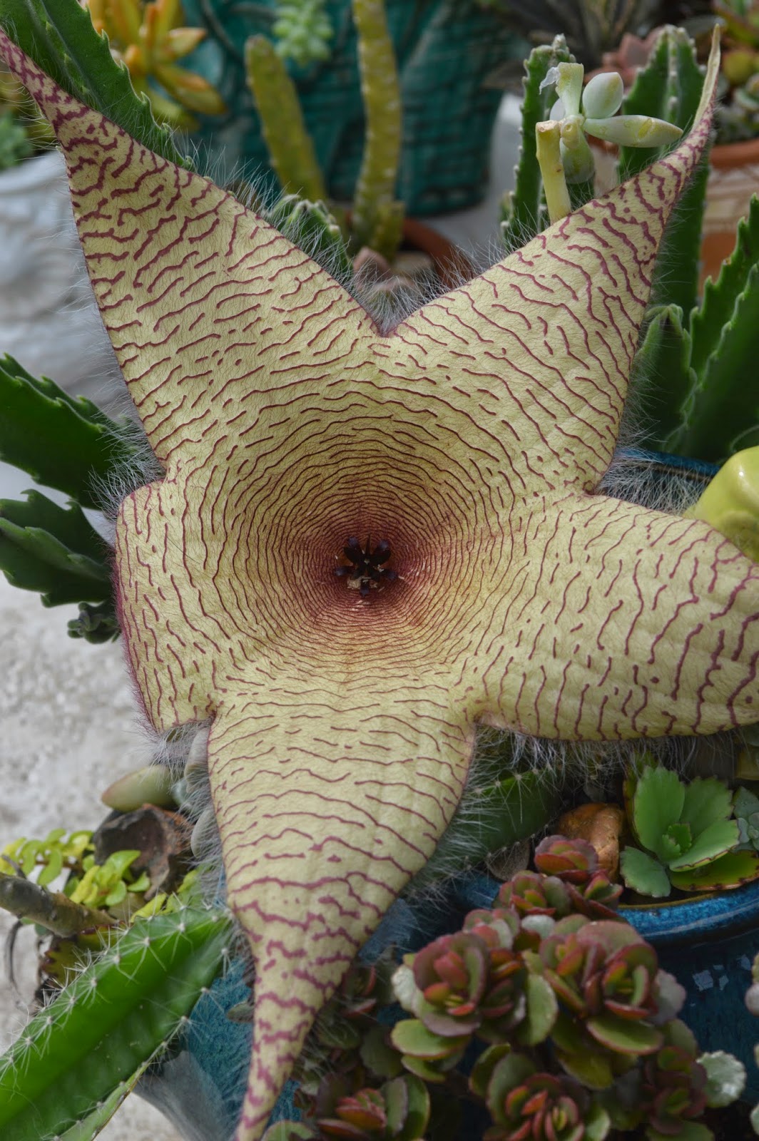 The Stapelia gigantea Cactus Flower (Carrion flower)