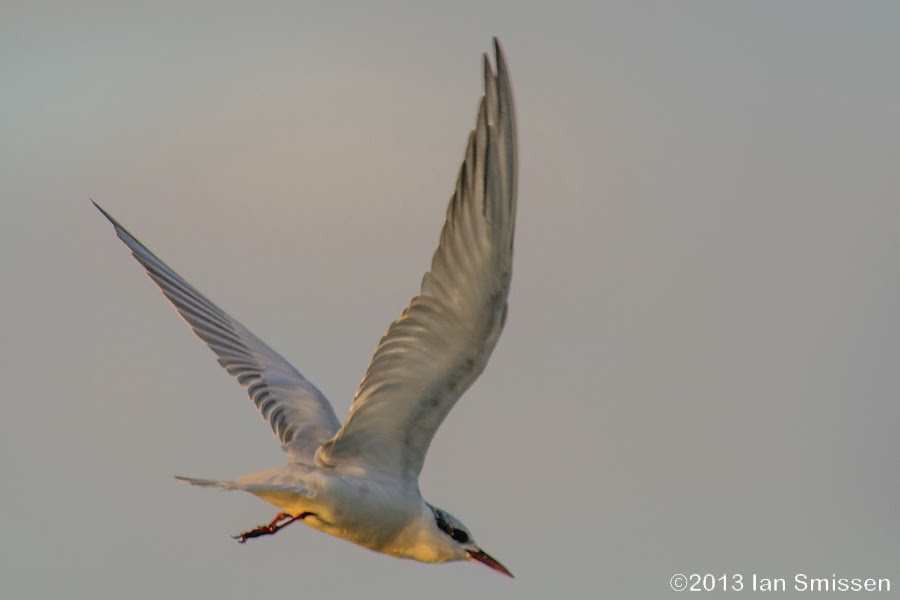 A passion for birds...: Mungalla Station (Part 1)