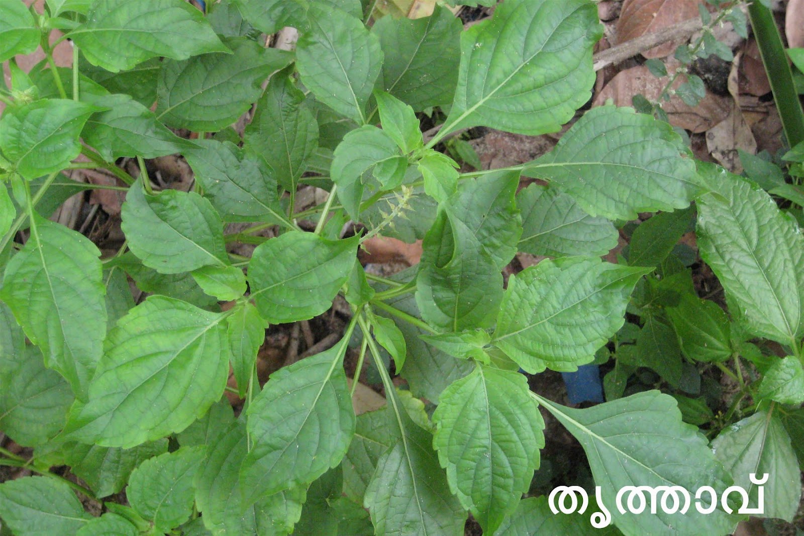 Ayurvedic Medicinal Plants in Kerala