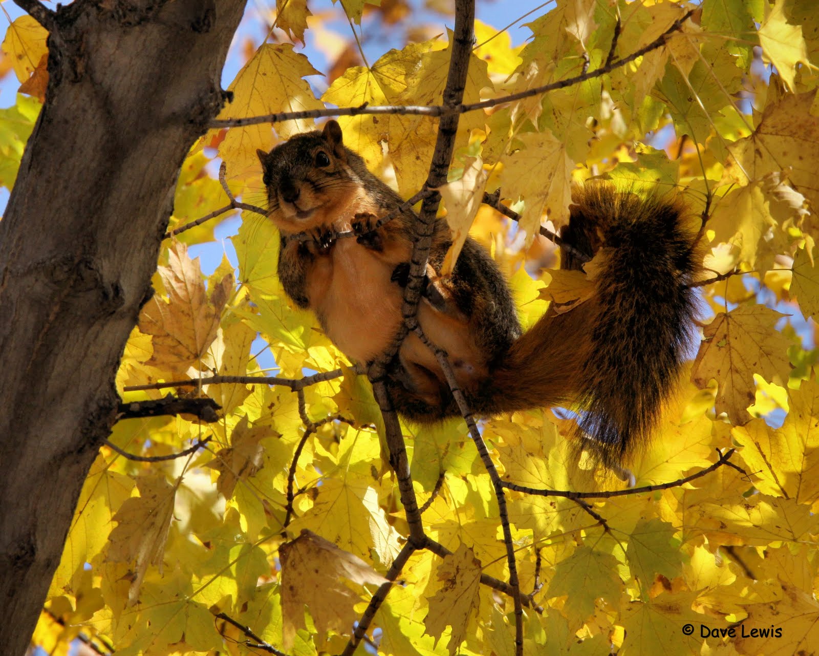 Birds from Behind : 11/01/2011 - 12/01/2011