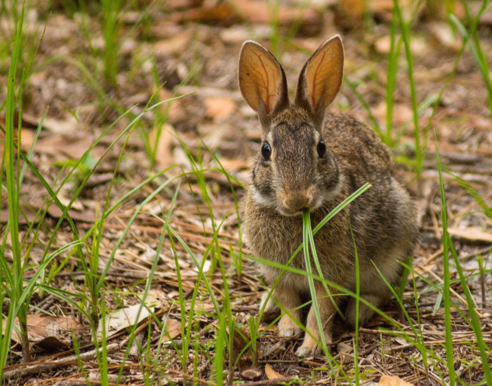 Breanna's Birding Blog: Rabbits and Turtle at Eagle Lake Park - June 15 ...