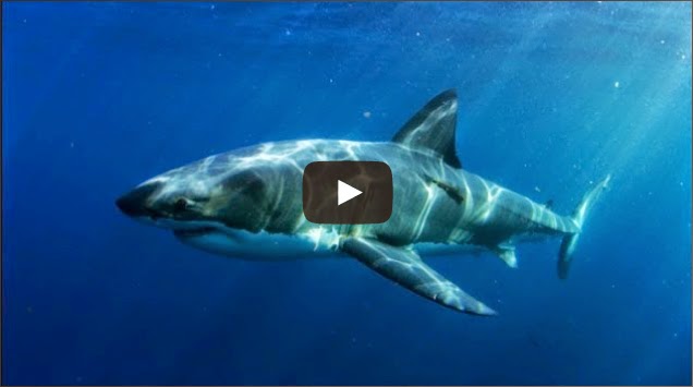 A super predator ate an entire 9 foot great white shark in The ...