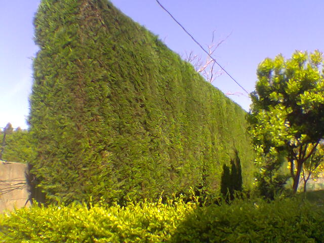 ARTE Y JARDINERÍA : Setos campestres: hermosos y útiles