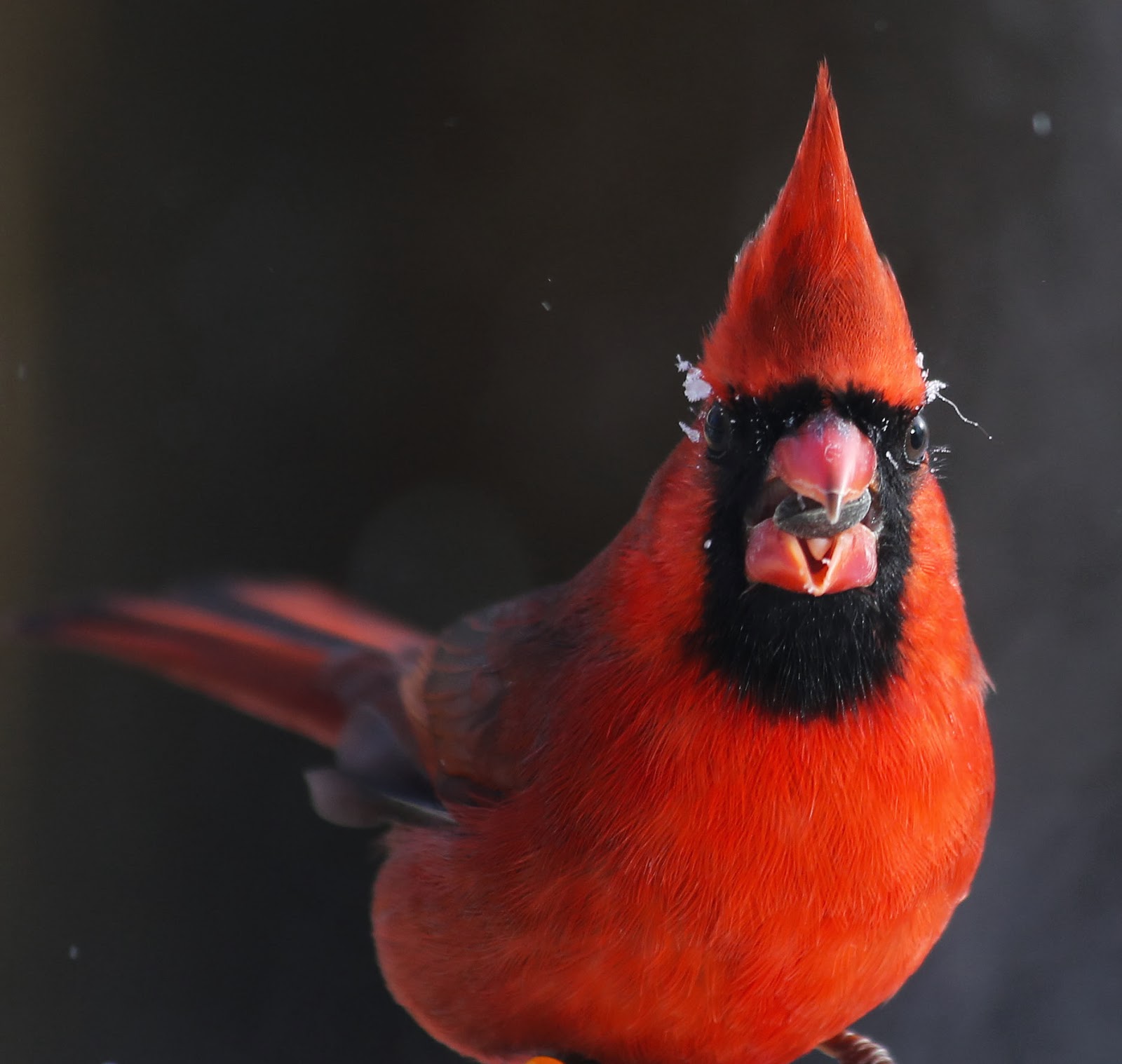 All of Nature: Cardinals and Blue Jays Have Frosty Eyes at 22 Degrees ...