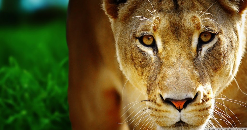 Beautiful Animal Wallpapers High Quality Desktop, iphone and android ...