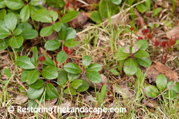 Restoring The Landscape With Native Plants: Road Trip: Upper Michigan ...