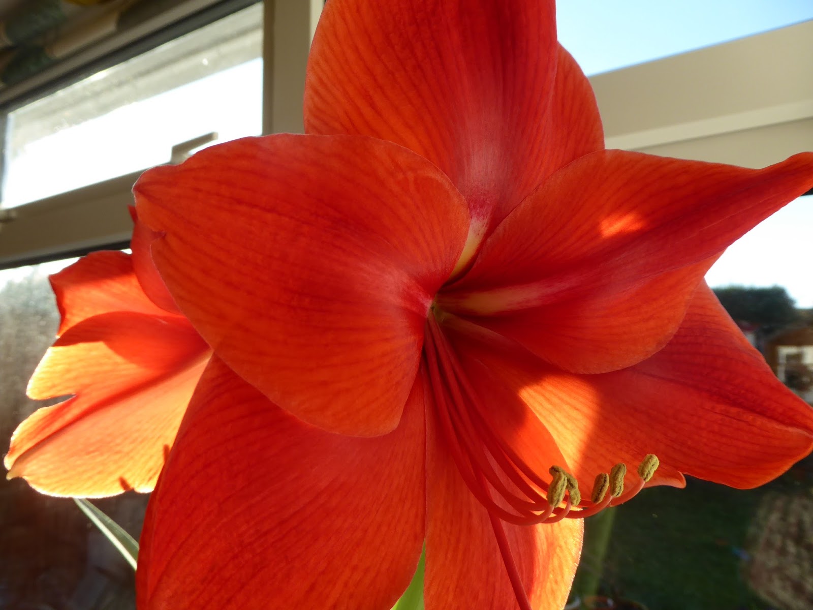 Jane's Journal: My amazing amaryllis