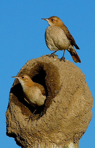 El Magazin de Merlo: Hoy, Leyenda de El HORNERO, Ave de la Patria o Ave ...