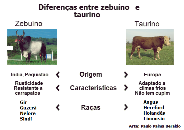 Zebu: boi da terra sagrada