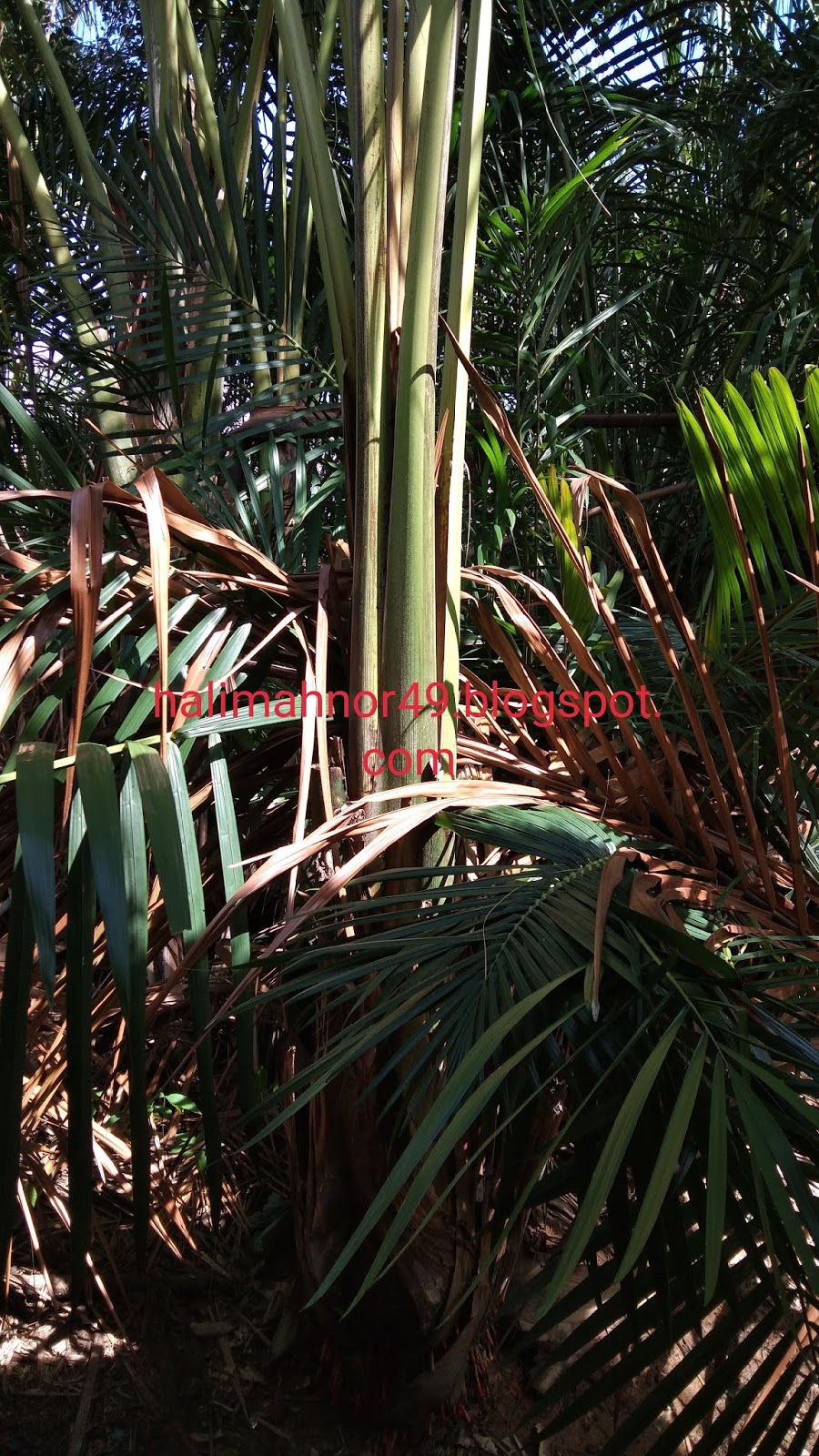 Khas dan Budaya Daerah Kalimantan: Manfaat Pohon Rumbia (Pohon Sagu ...