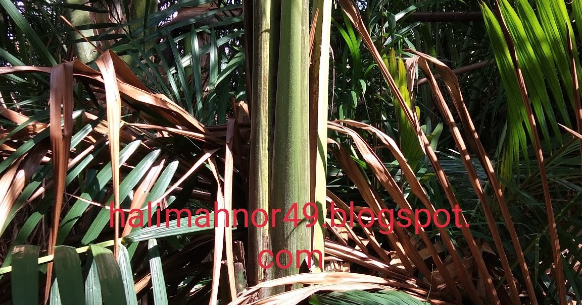 Khas dan Budaya Daerah Kalimantan: Manfaat Pohon Rumbia (Pohon Sagu ...