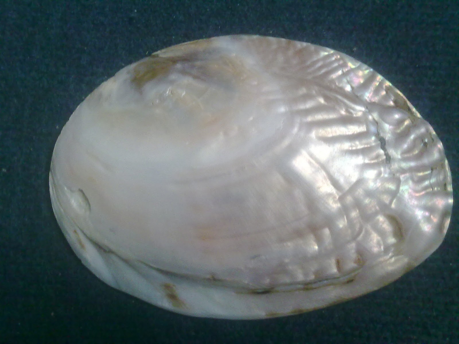 amator de mineralogie: scoici,melci,stele de mare