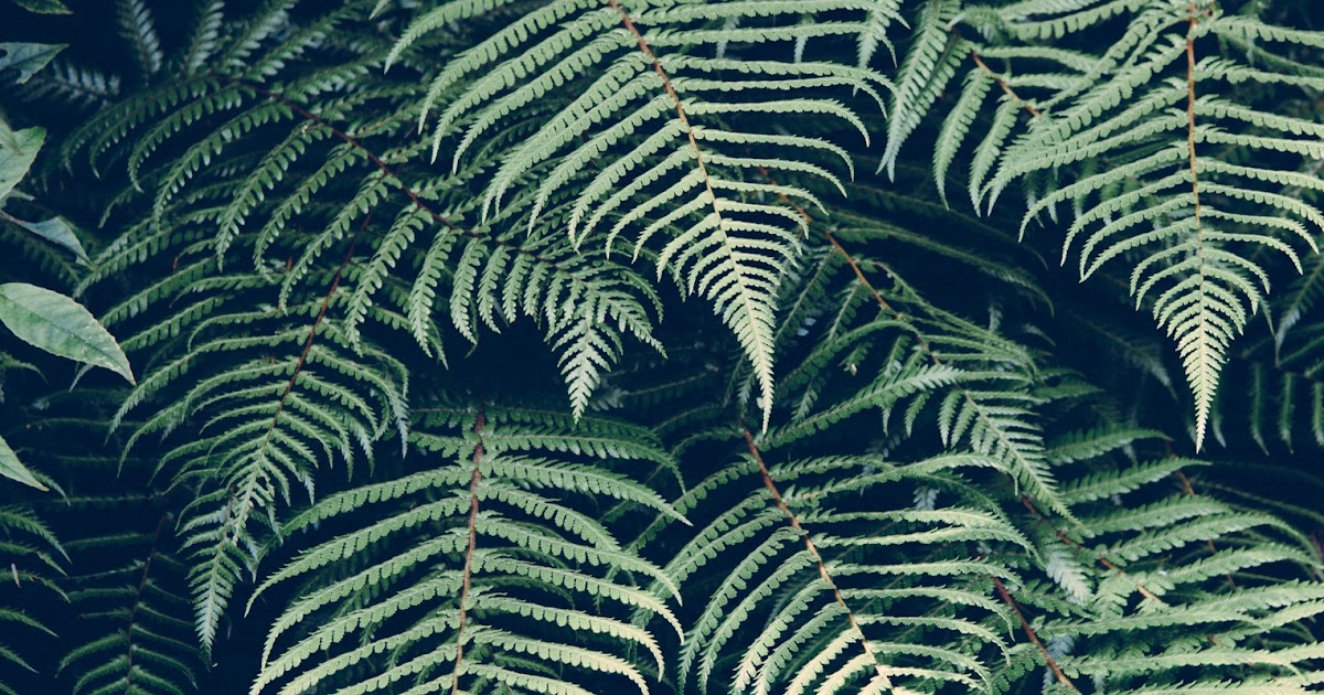 Teste de Ovulação de Microscópio com Saliva - Método da Arborização ...