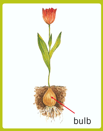 SGAguilar Javier Ramos: PLANT REPRODUCTION (Science Year 5, Unit 2)
