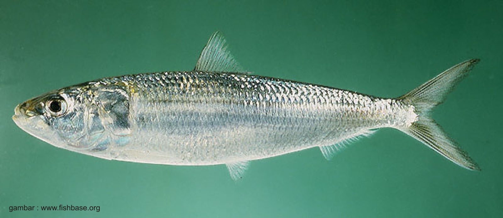 Ikan Umpan Pada Alat Tangkap Rawai Tuna - Lalaukan