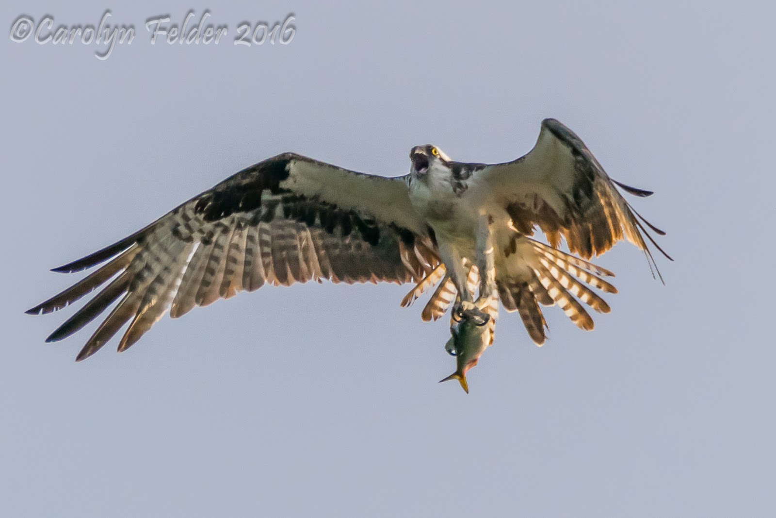 Photo Musings of a Marshwiggle - Welcome to Narnia: Weekend Wildlife ...