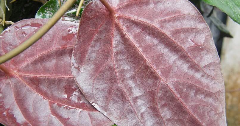 Manfaat Daun Sirih Merah