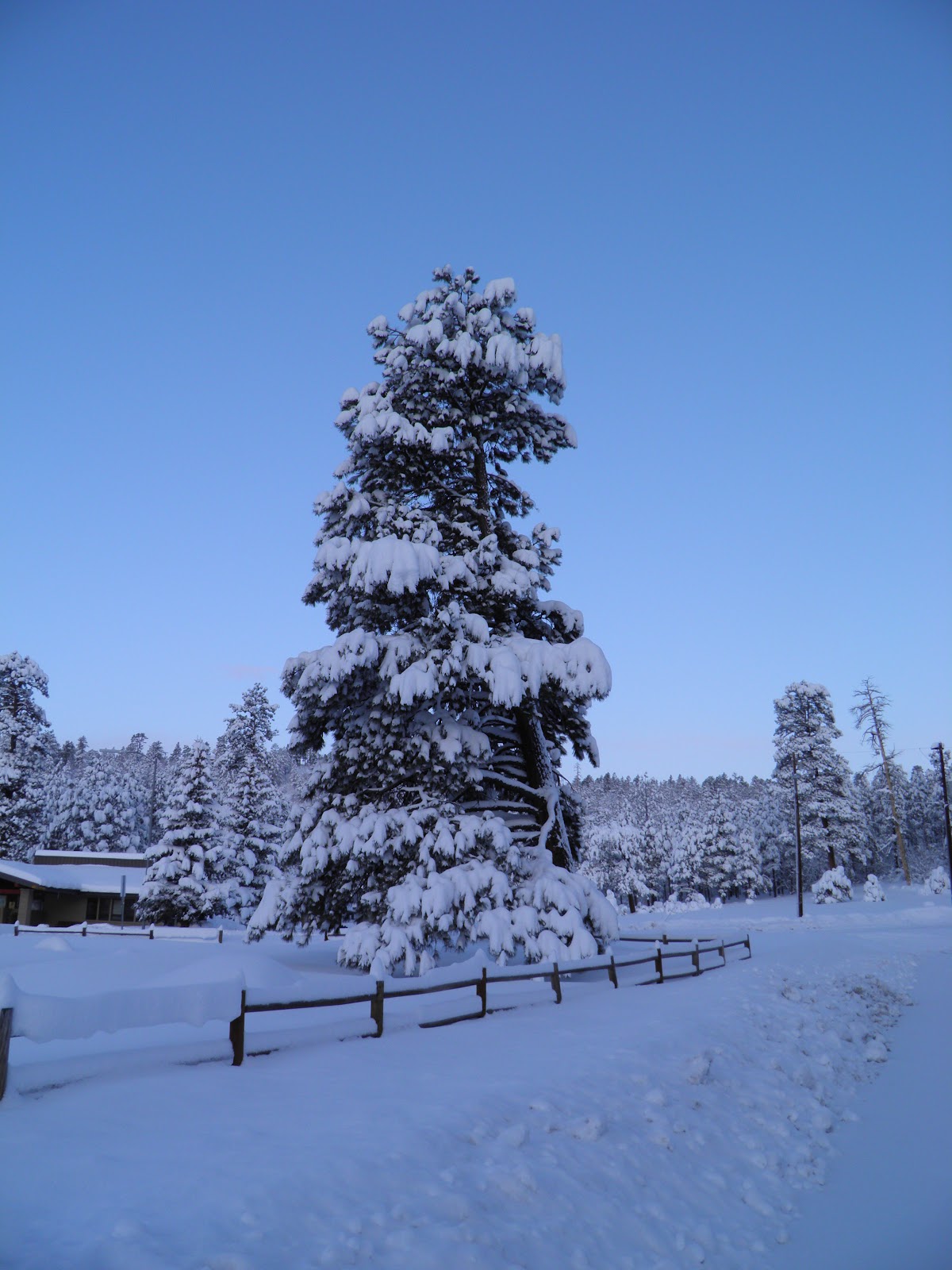 walking flagstaff: monday morning after snow storm