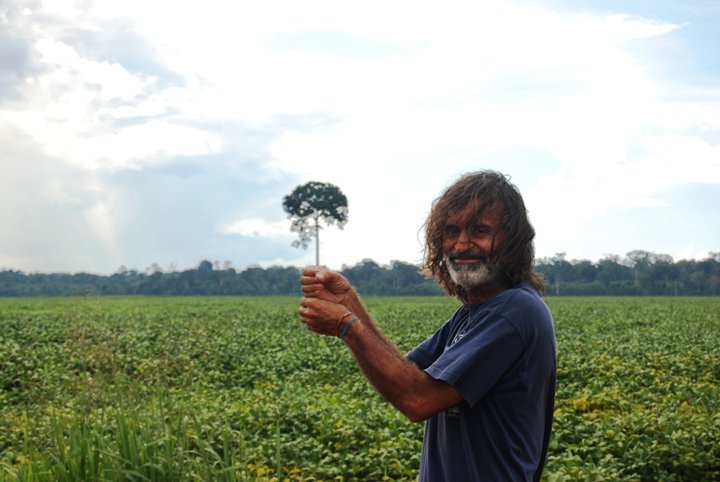 Wildlife, History and Adventure In the Amazon: Brazil nut tree
