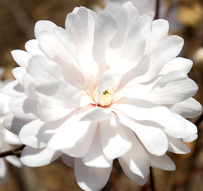 redbrickbuilding: Roof Garden - Plant Selection, Part 1: Perennial ...