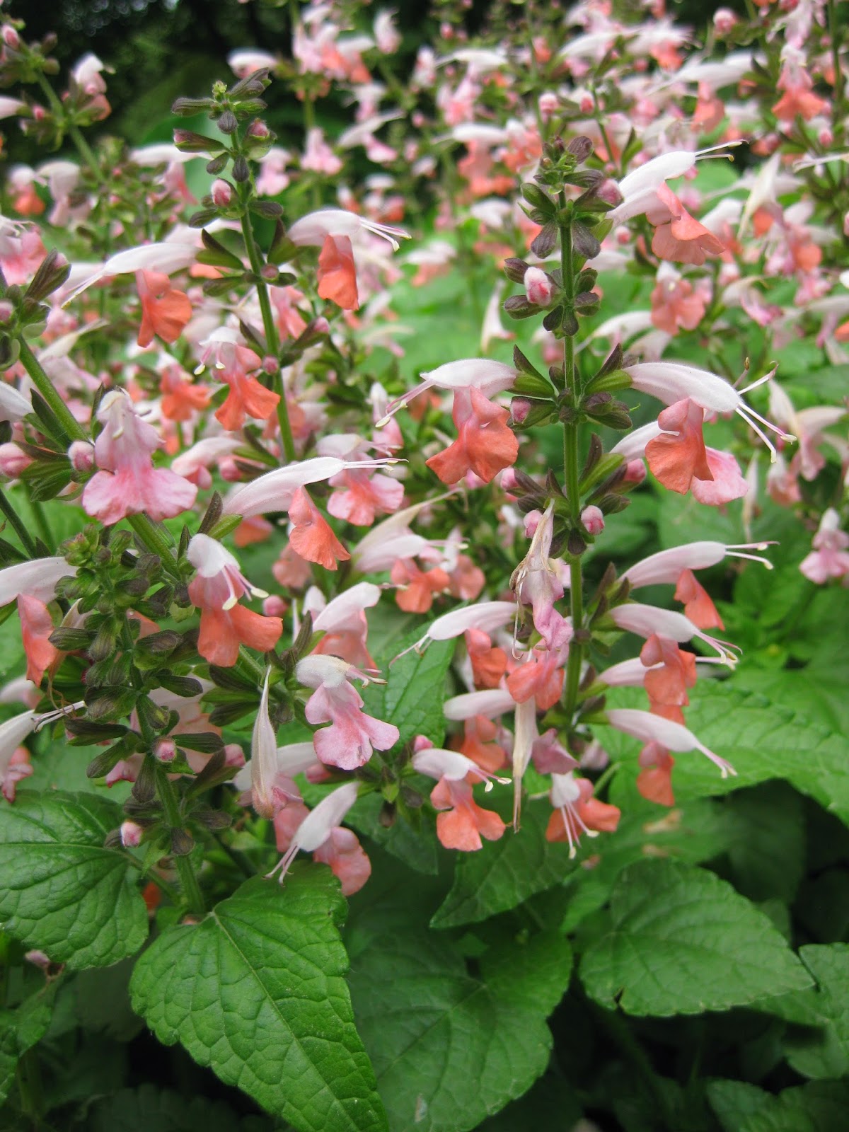 Rotary Botanical Gardens - Hort Blog: Friday's Smiling Faces...Mostly