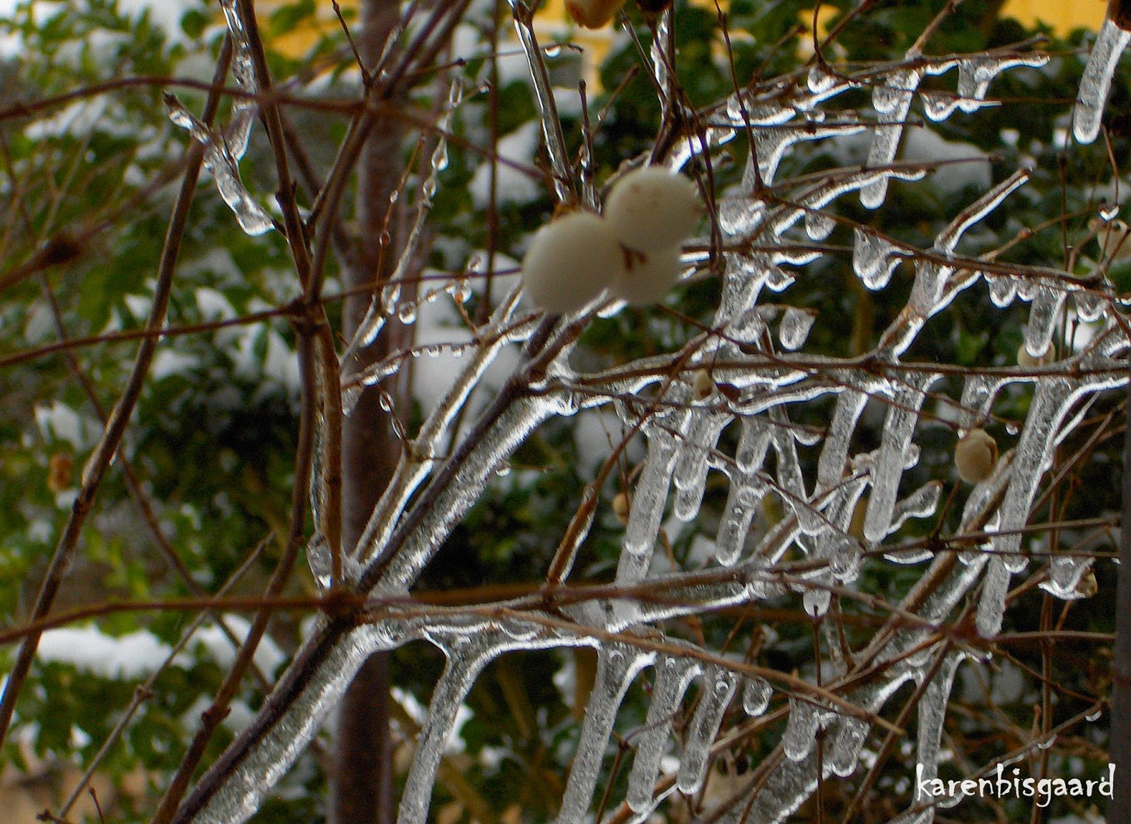 Karen`s Nature Photography: Icicles on Snowberry Bush.
