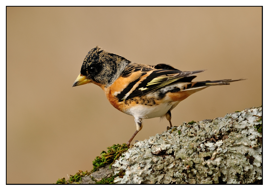 La naturaleza que nos rodea: Pinzón real macho