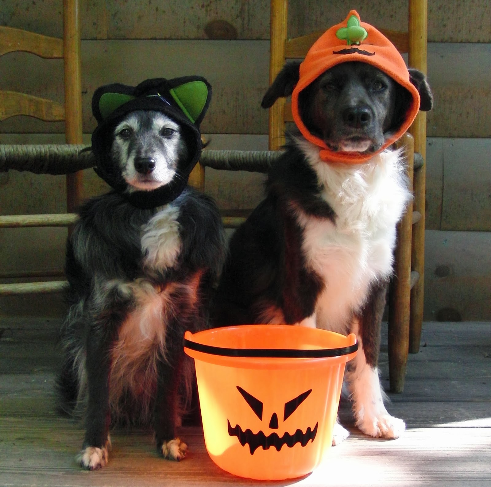 The Days of Johann, an agility dog!: Super fun Halloween costumes from ...