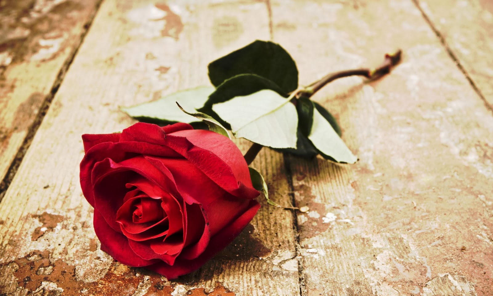 Red Rose Wallpaper For Facebook Cover