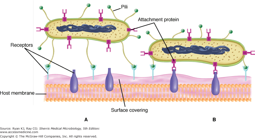 Adhesión Bacteriana; Adherencia Bacteriana