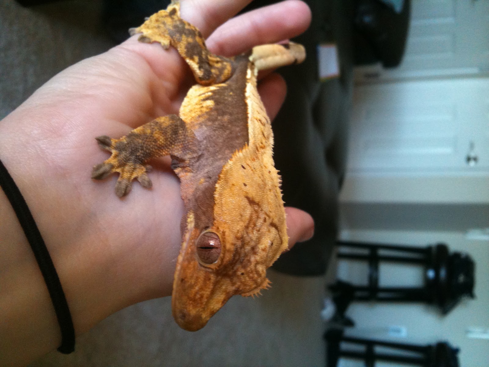 My Crested Gecko Breeding Project