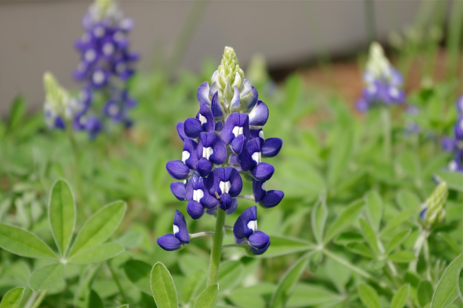 Isotria Blog: Bluebonnets are Blooming
