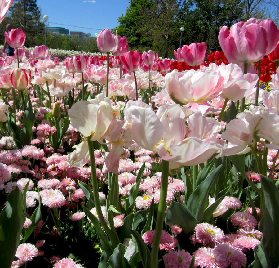 Daily Photo Canberra: Floriade 2011: the flowers
