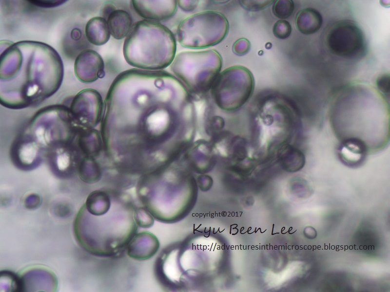 Micro-World: enteric coated capsule