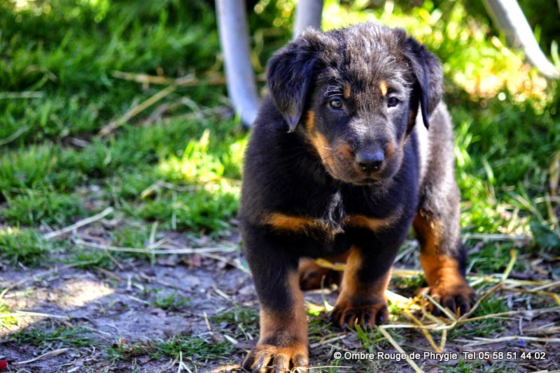 Beauceron, chiots beaucerons, Eleveur landes 40120 : 2 chiots ...