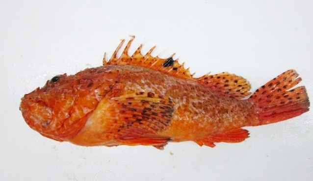 Especies marinas de interes bromatologico: Scorpaena scrofa - Cabracho ...
