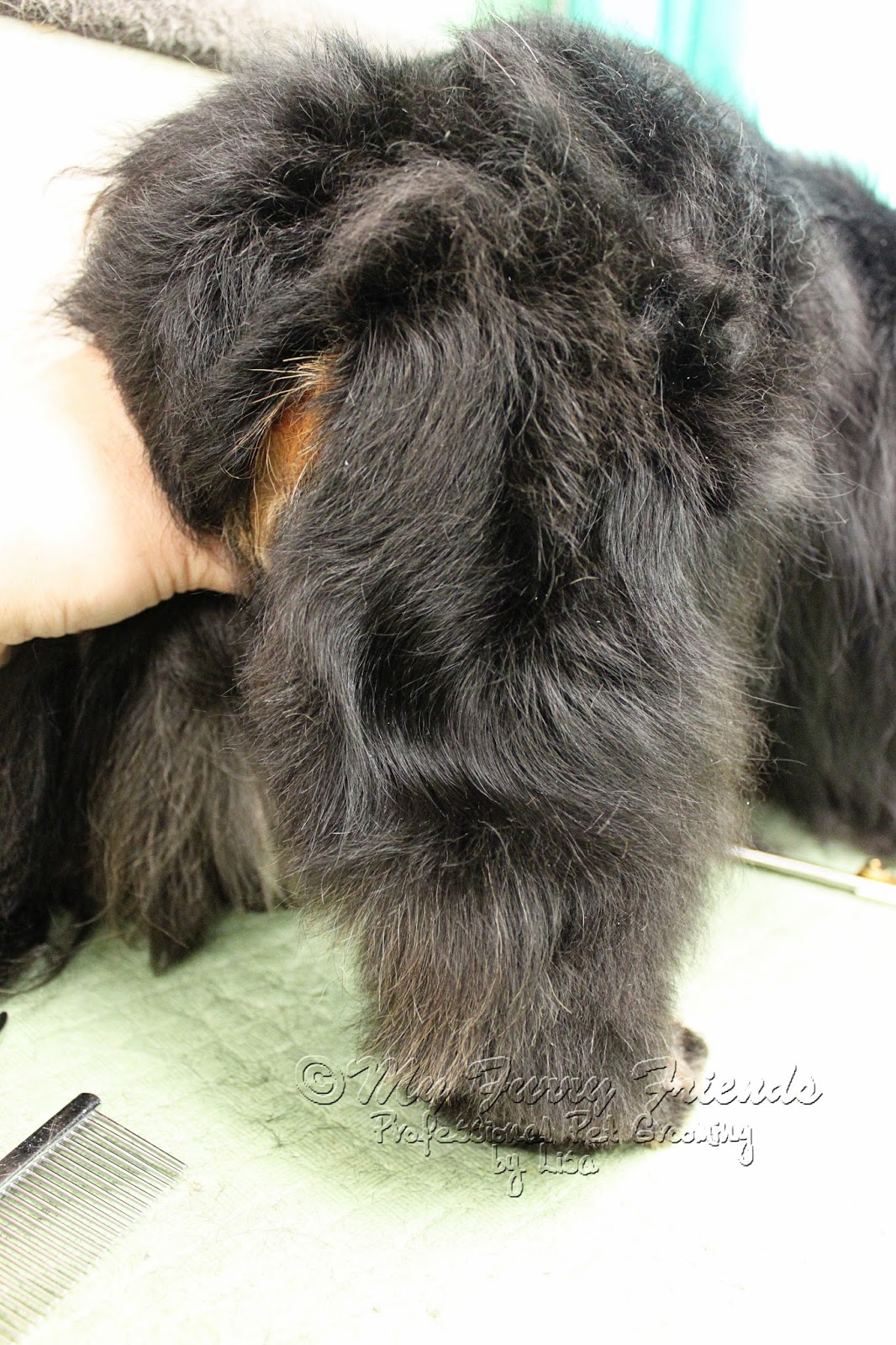 Pet Grooming: The Good, The Bad, & The Furry: Simple Trims....
