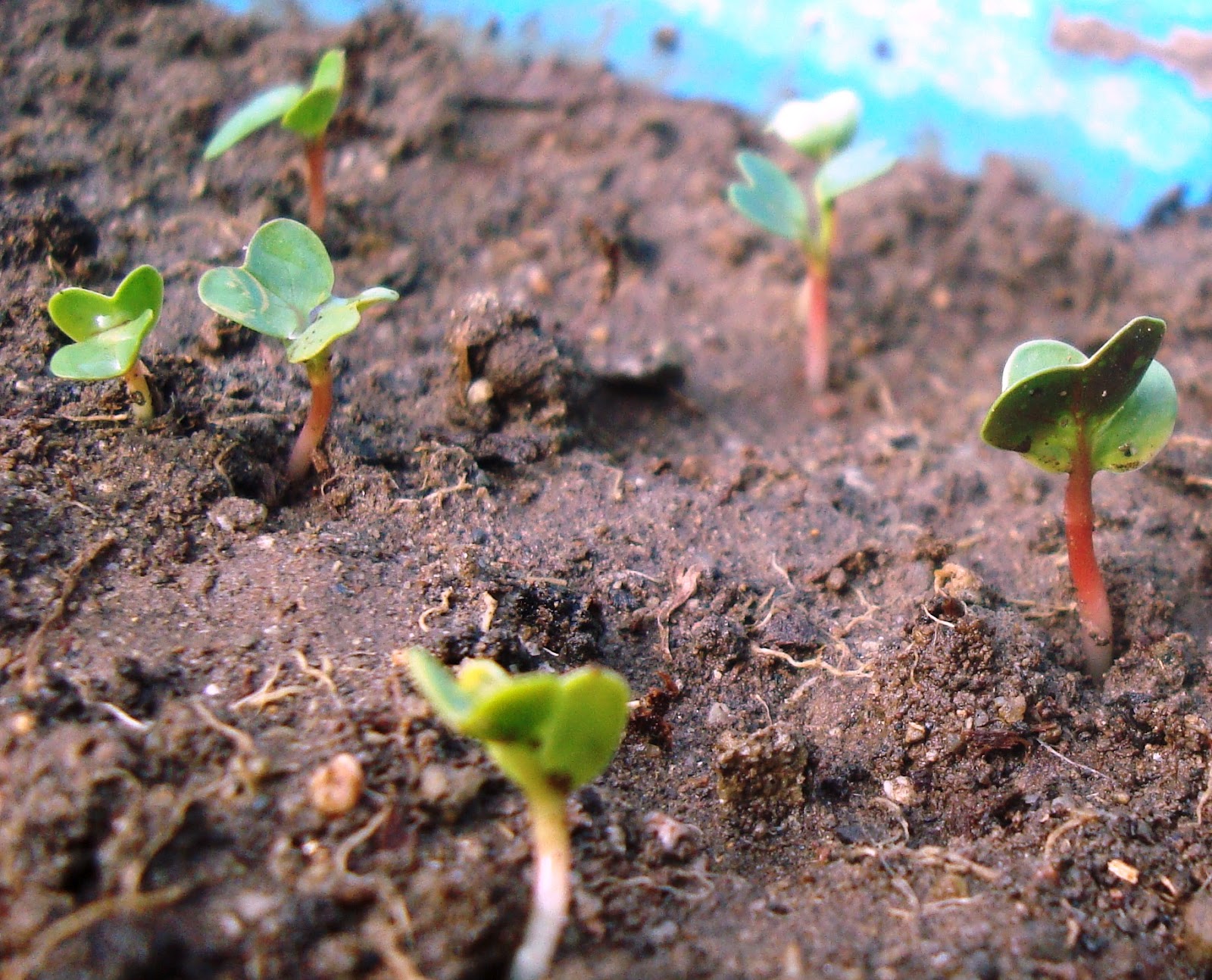 Proyecto Ecoeducativo Gutierrista: NUESTRAS PRIMERAS PLANTAS DE RABANITOS