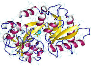 Imágenes de Salud: Imágenes de la trasnferrina