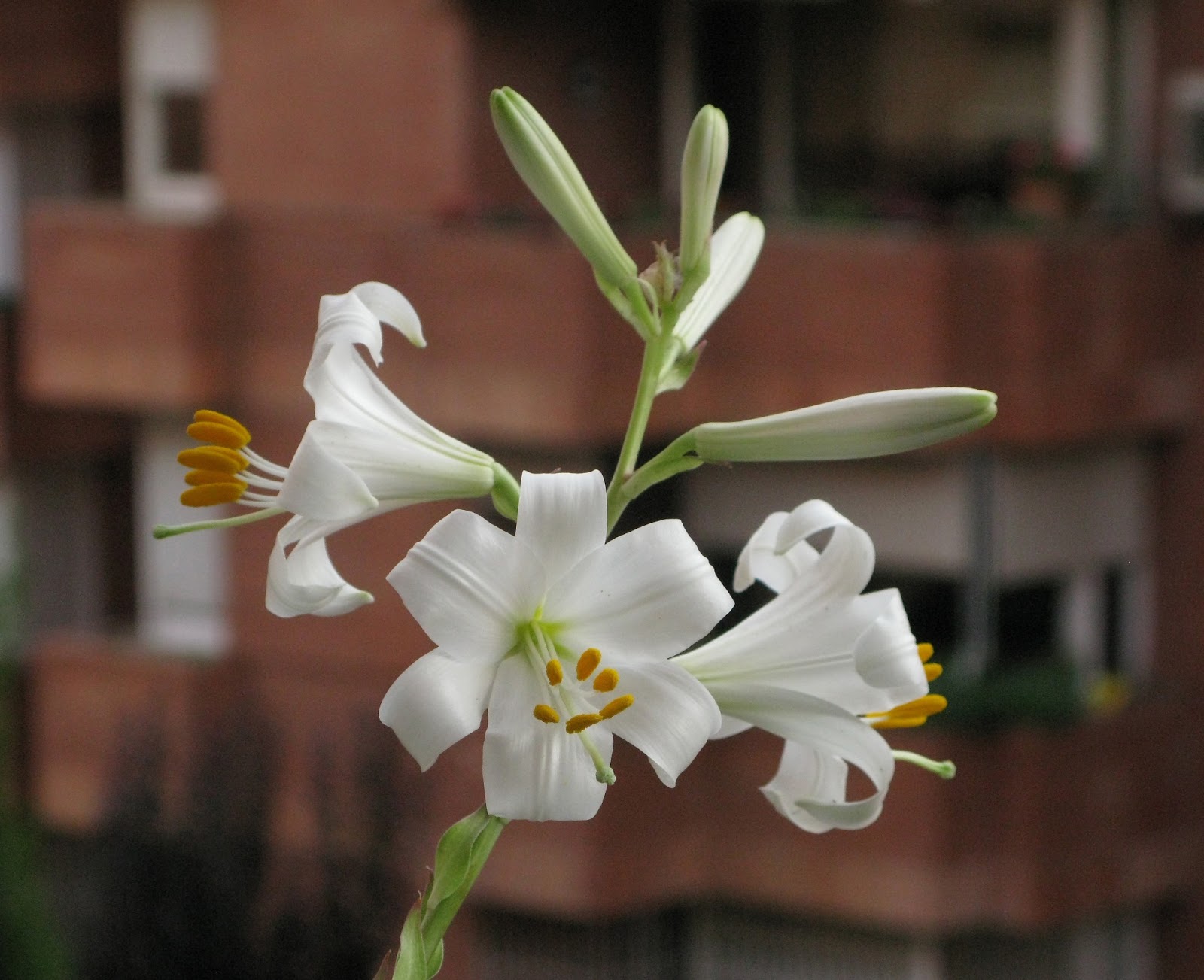 Flores y Palabras: junio 2013