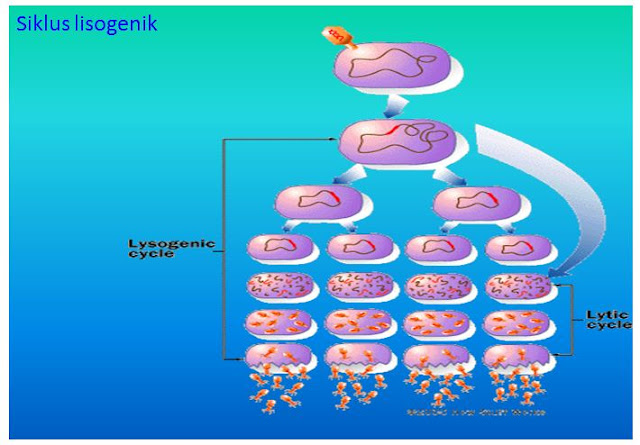Gambar Siklus Lisogenik