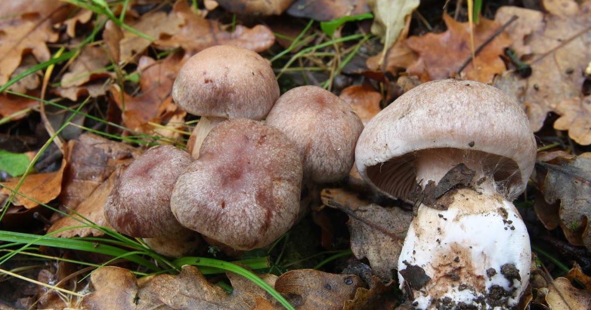 Guía de Setas y Hongos de Navarra.: Cortinarius aprinus Melot