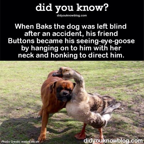 60 Amazing Random Facts | Amazing WTF Facts