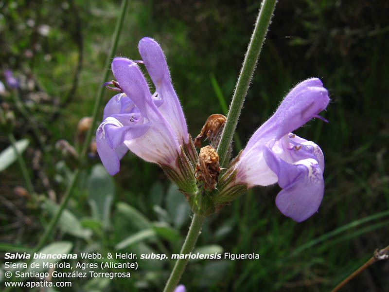 MEDIO NATURAL UN ESPACIO COMPARTIDO: El botiquín de Mariola
